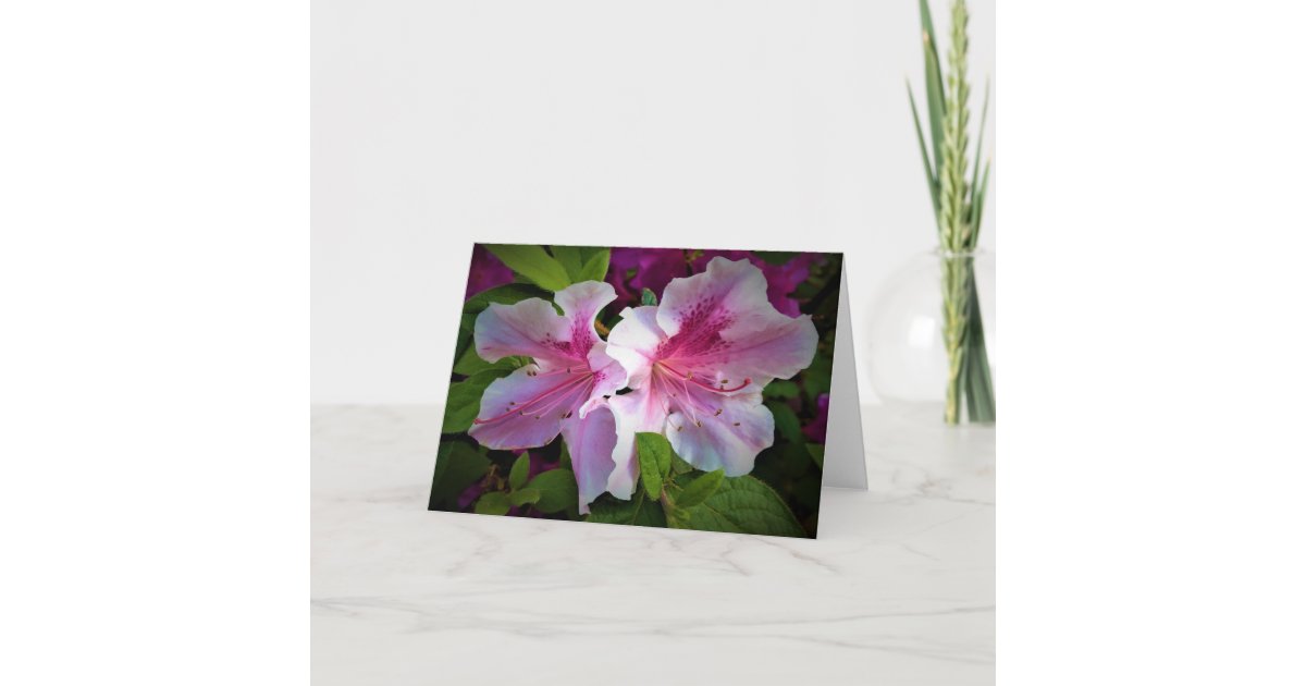Azalea, card | Zazzle