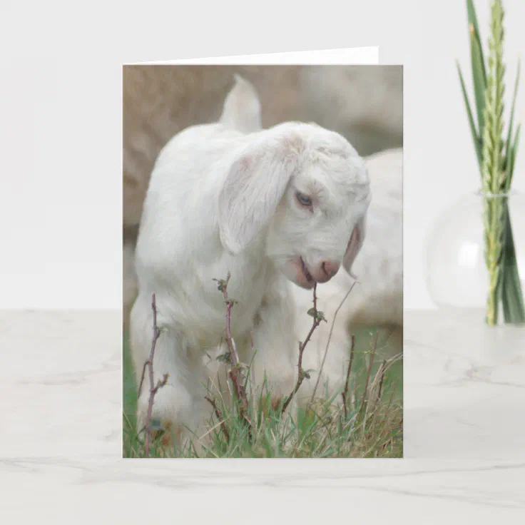 Baby Goat Card | Zazzle