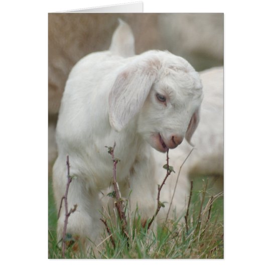 Baby Goat Card | Zazzle.co.uk