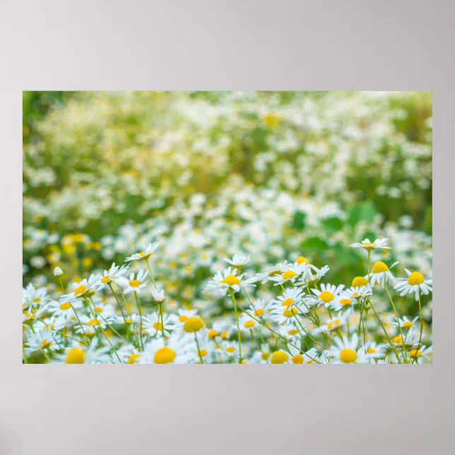 Background of flowers field of daisies. alternativ poster | Zazzle
