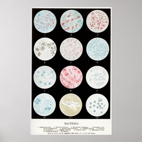 Bacteria Poster | Zazzle.co.uk