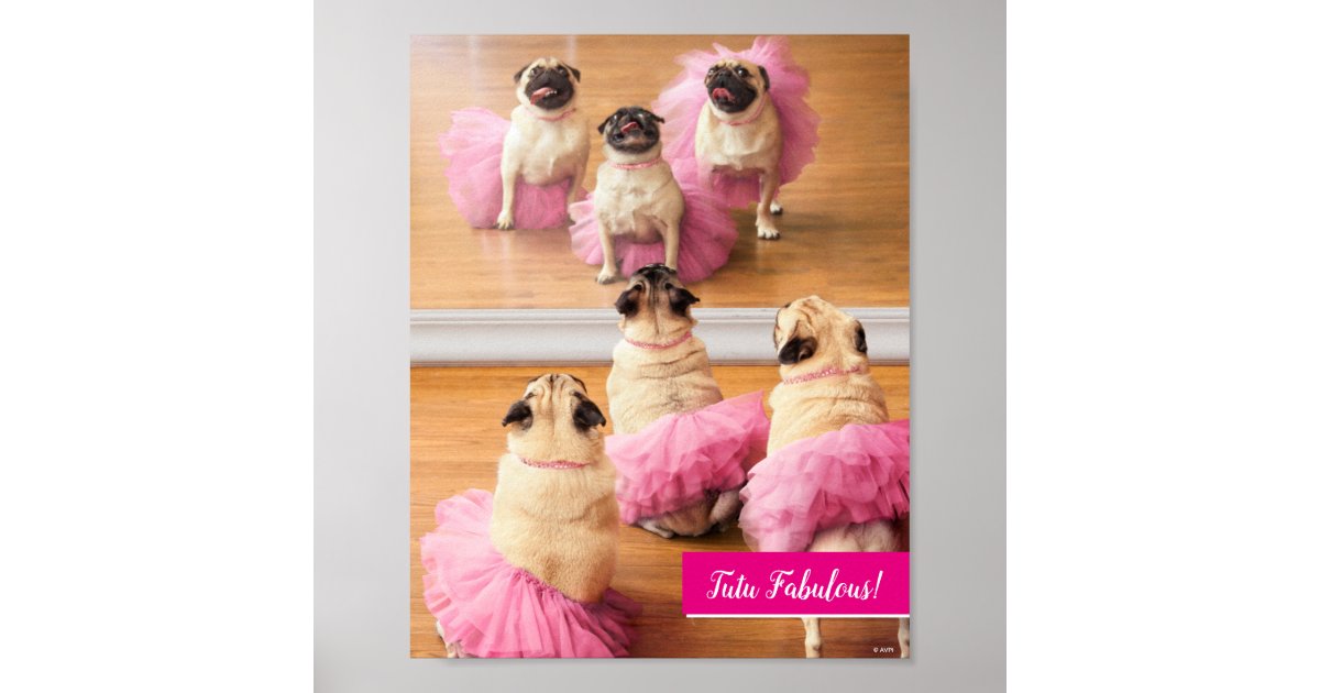 Ballerina Pugs In Tutus Poster | Zazzle