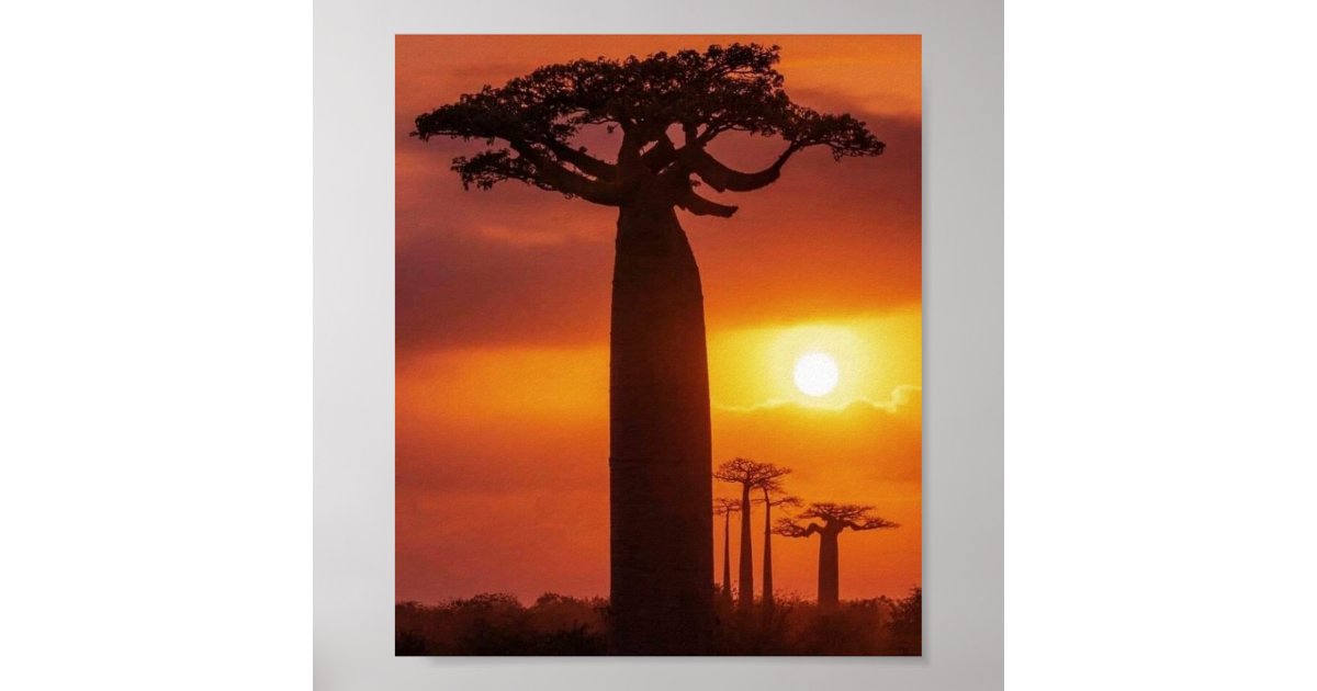 baobab tree poster | Zazzle
