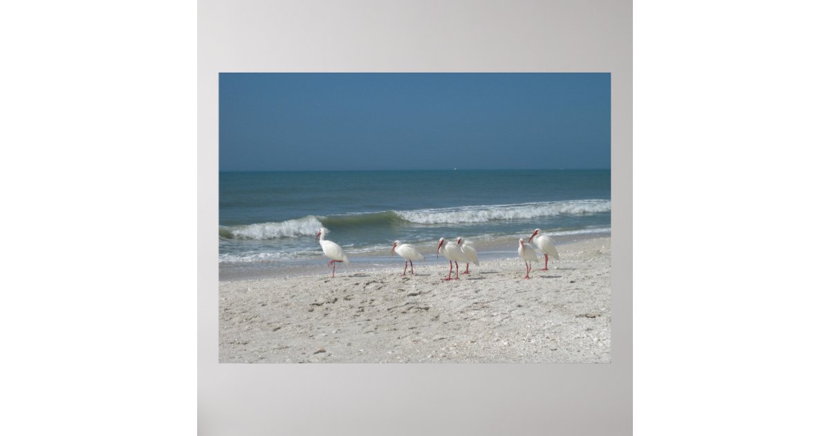 Beach Ibis Poster | Zazzle
