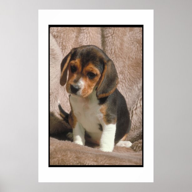 Beagle Posters & Prints | Zazzle UK