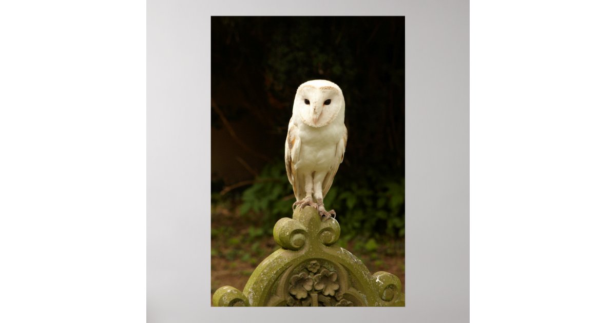 Beautiful Barn Owl Poster/Print Poster | Zazzle