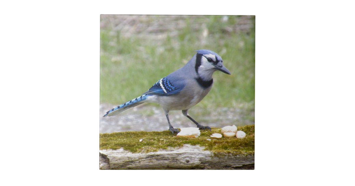 Beautiful Blue Jay bird Tile | Zazzle