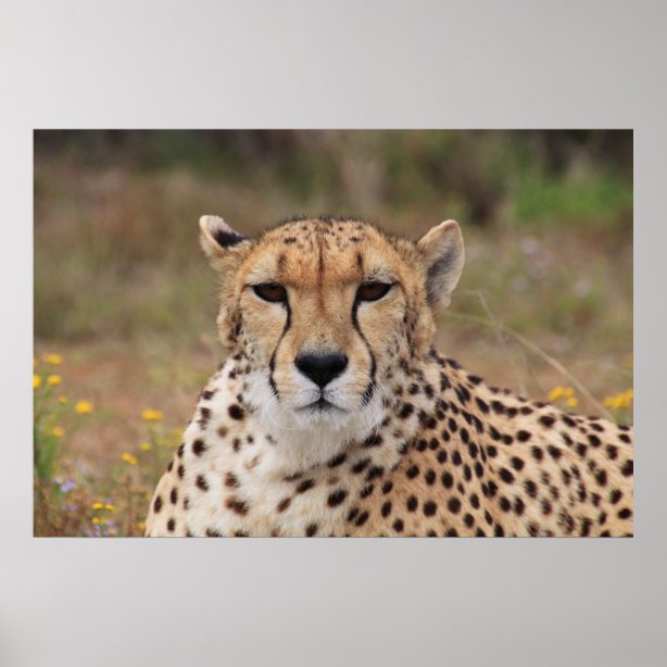 Cheetah Posters & Prints | Zazzle UK