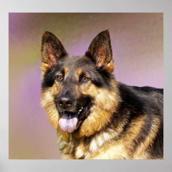 German Shepherd Posters & Prints | Zazzle UK