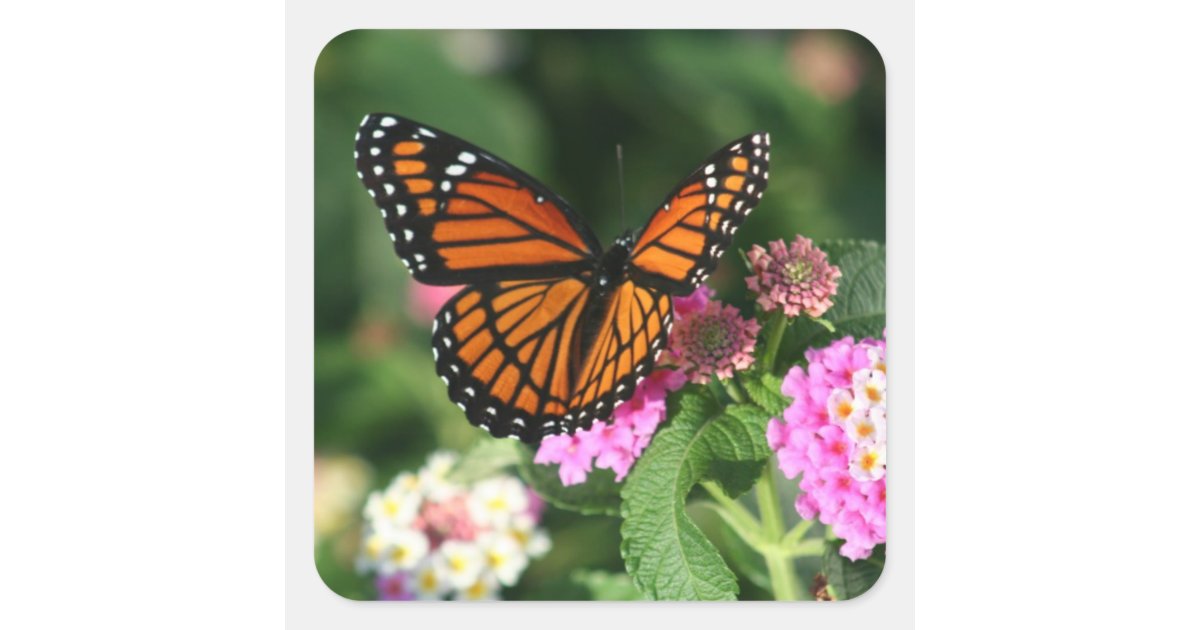 Beautiful Monarch Butterfly Square Sticker | Zazzle