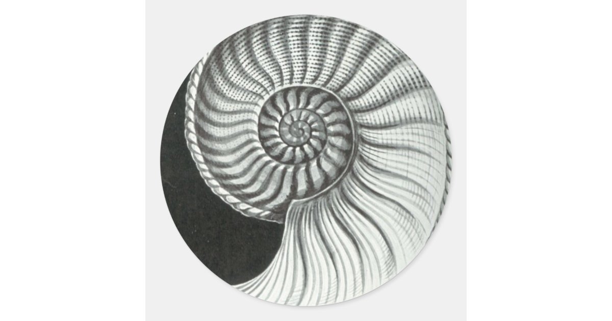 Beautiful pencil drawing of Amaltheus ammonite Classic Round Sticker ...