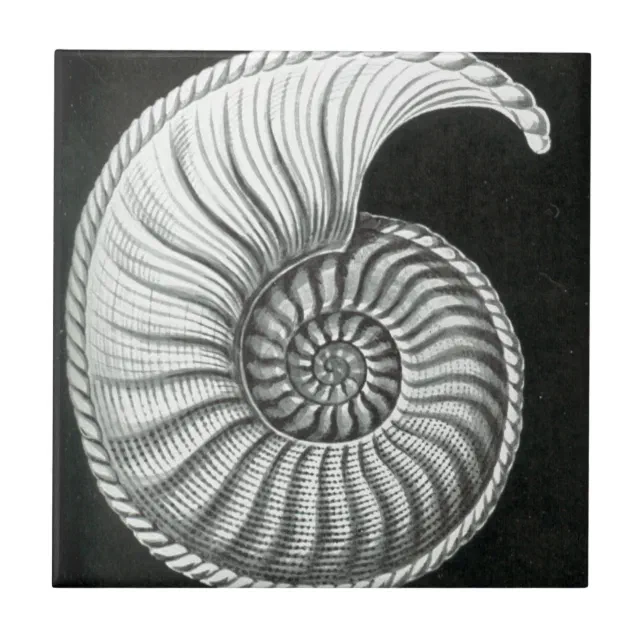 Beautiful pencil drawing of Amaltheus ammonite Tile | Zazzle