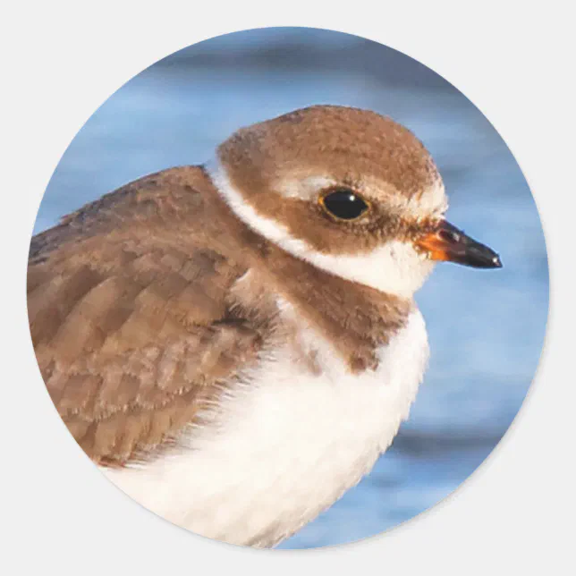 Beautiful Semipalmated Plover at the Beach Classic Round Sticker | Zazzle
