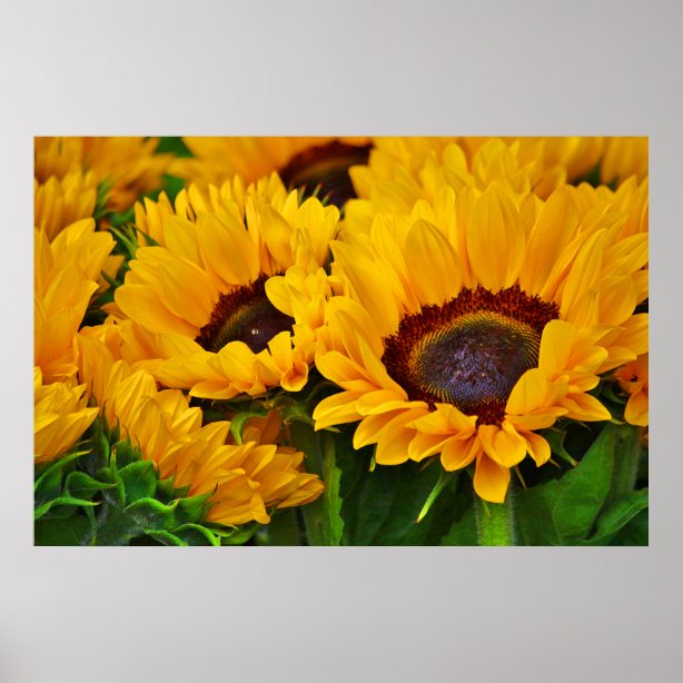 Sunflower Posters & Prints | Zazzle UK