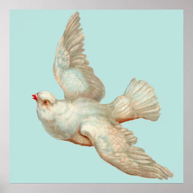 beautiful white dove poster | Zazzle