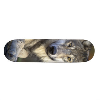 Wolf Skateboard Decks | Zazzle.co.uk