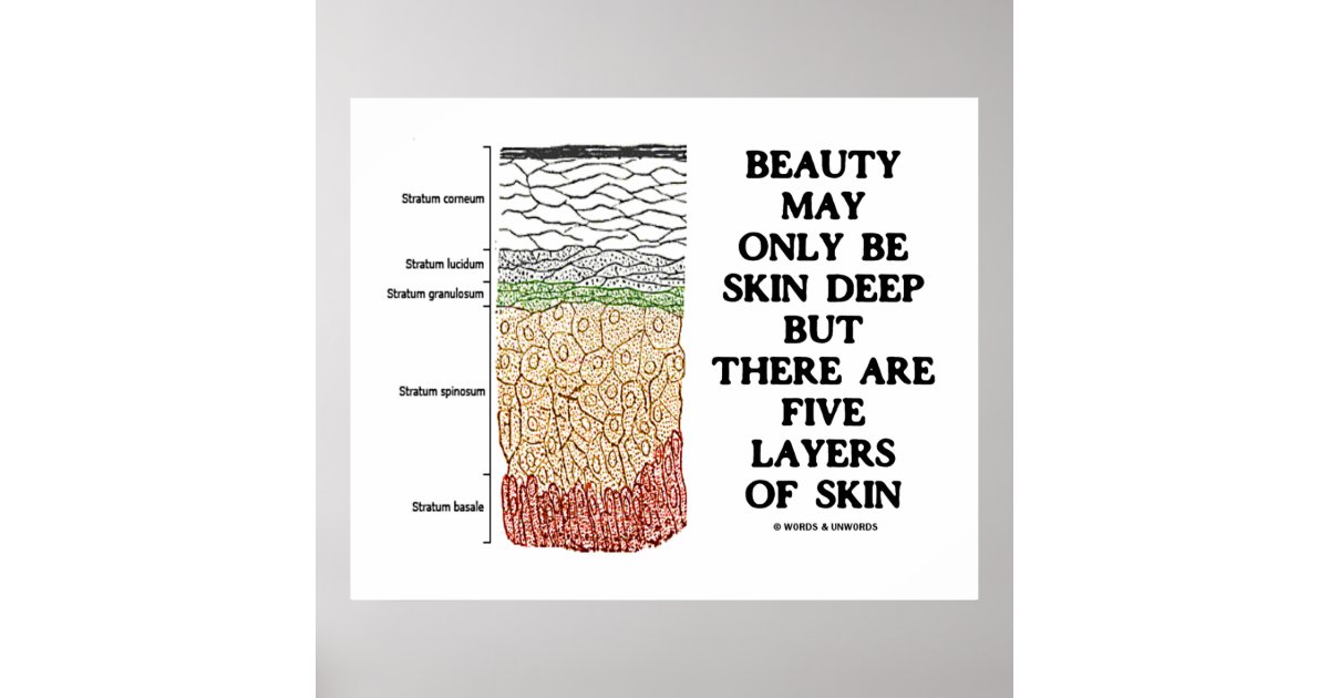Beauty May Be Skin Deep But Five Layers Of Skin Poster | Zazzle