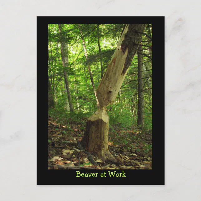 Beaver at Work Postcard | Zazzle