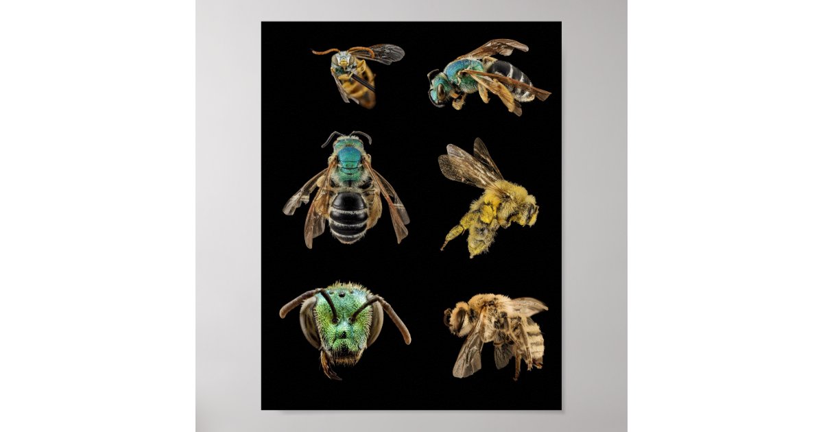 Bee Magnified pictures photos bugs insects bees Poster | Zazzle