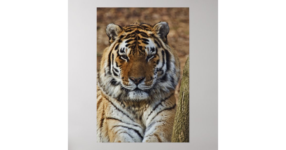 Bengal Tiger, Panthera tigris, Louisville Zoo, Poster | Zazzle