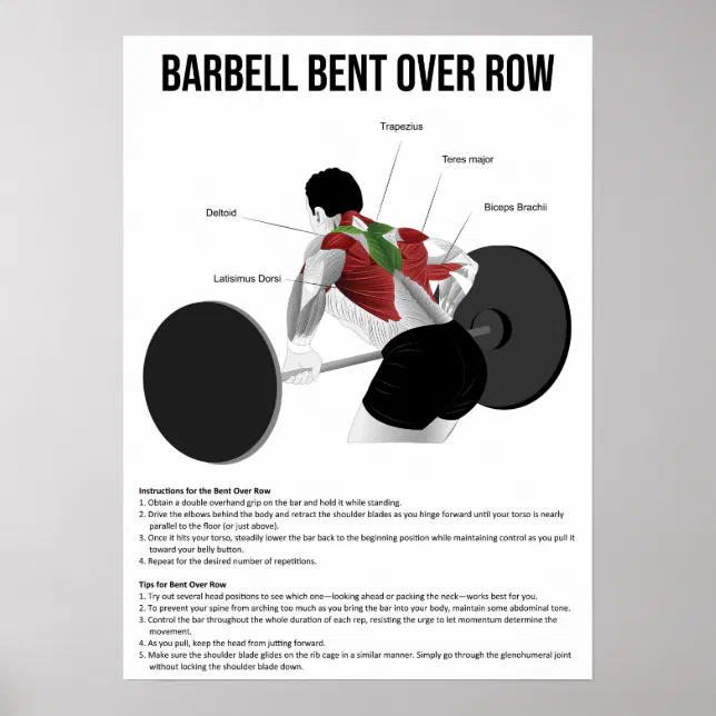 Bent Over Row - Exercise - Muscle Anatomy Chart | Zazzle