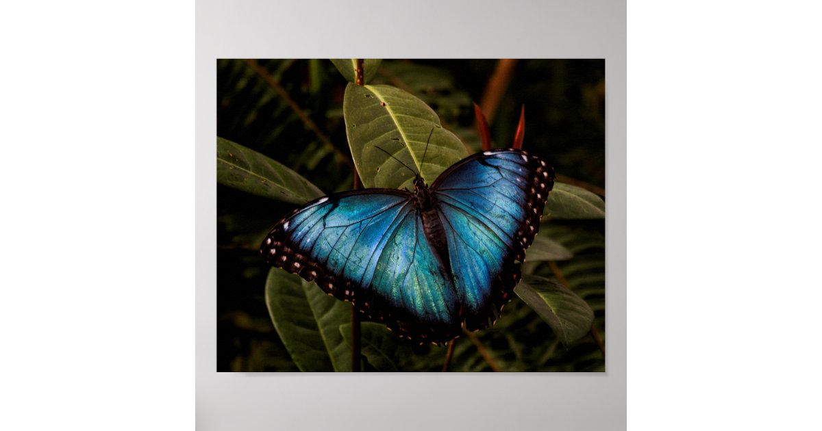 Big, beautiful, blue butterfly poster | Zazzle