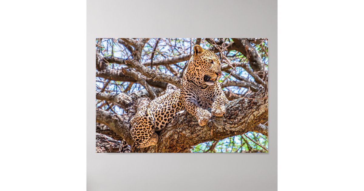 Big Cat Poster | Zazzle