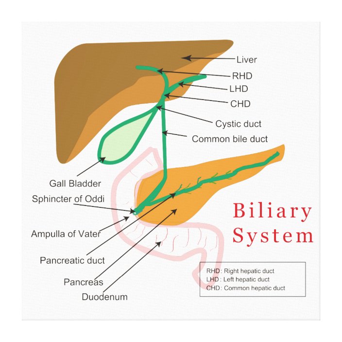 Biliary System Diagram Chart Bile Duct Canvas Print | Zazzle.co.uk
