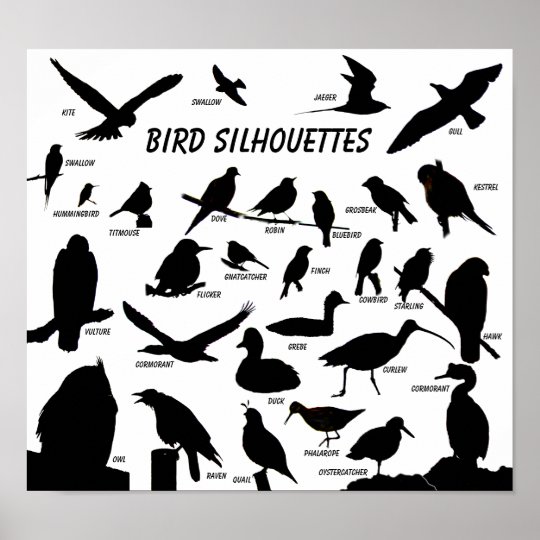 Bird Silhouettes (29) Poster | Zazzle.co.uk
