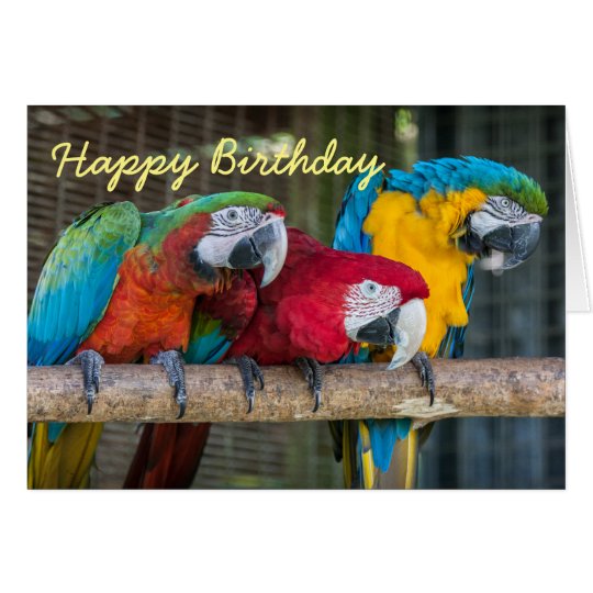Birthday card three Macaw parrots | Zazzle.co.uk
