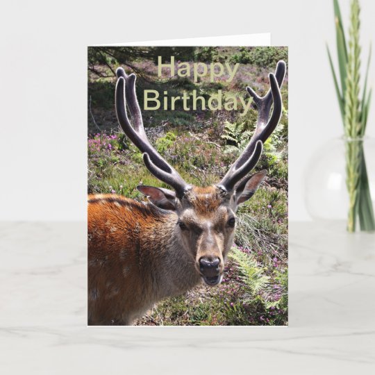 Birthday stag card | Zazzle.co.uk