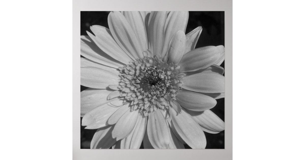 Black and White Flower Poster | Zazzle