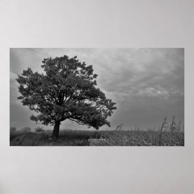 Black and White Oak Tree Poster Print | Zazzle
