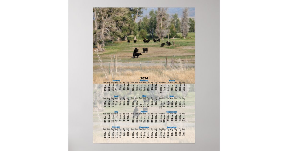 Black Angus in the Pasture 2024 Calendar Poster | Zazzle