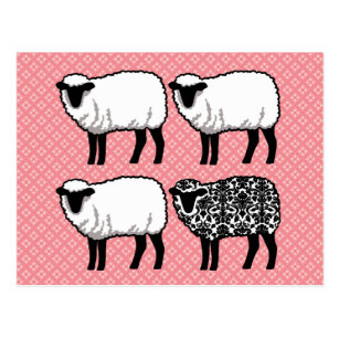 Black Sheep Postcards | Zazzle UK