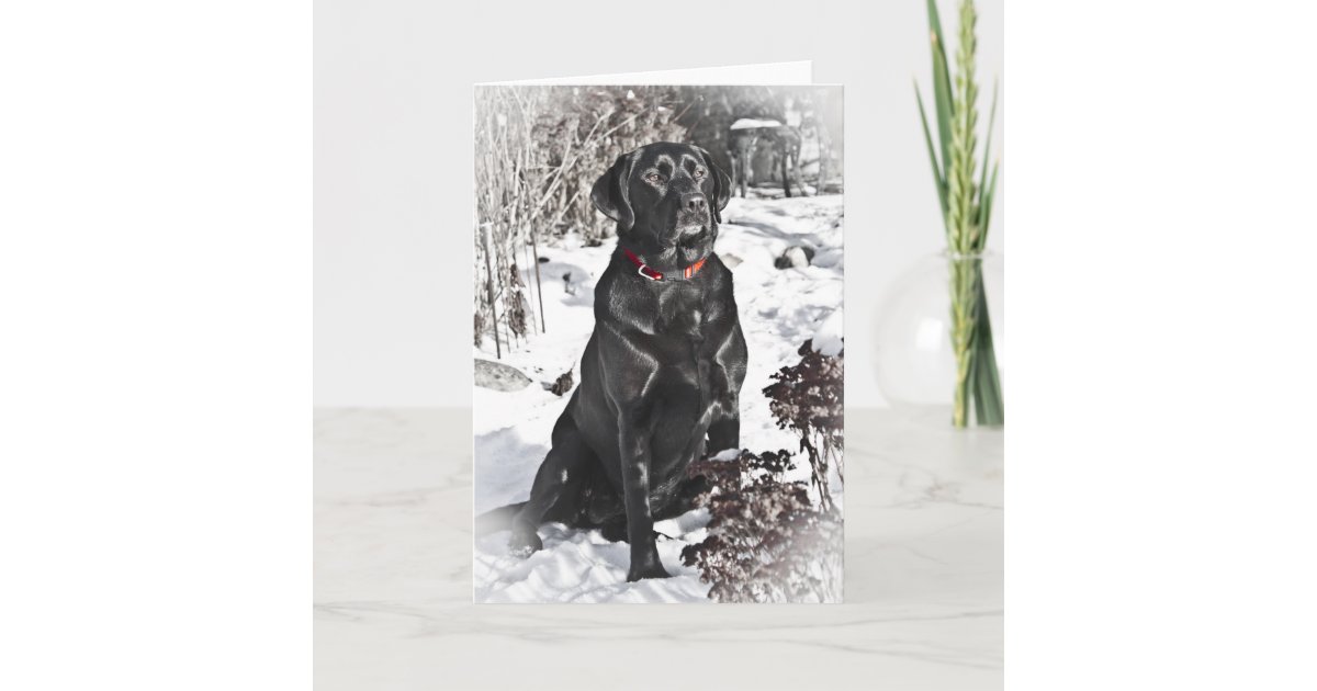 Black Lab, Blank Card | Zazzle