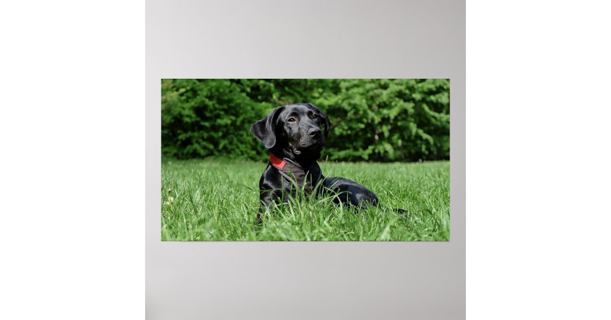 Black Lab Poster | Zazzle