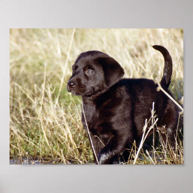 Black Lab Puppy Poster | Zazzle