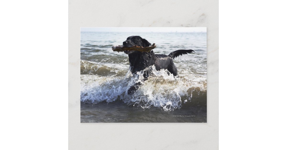 Black Labrador retriever running through surf Postcard | Zazzle