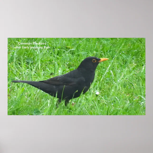 Blackbird image for poster | Zazzle
