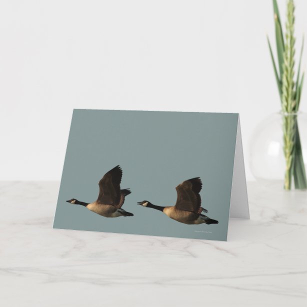 Geese Cards | Zazzle UK