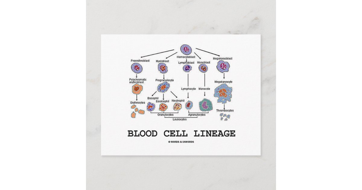 Blood Cell Lineage (Biology Health Medicine) Postcard | Zazzle