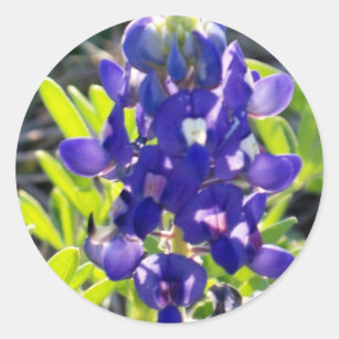 Bonnet Stickers & Labels | Zazzle UK