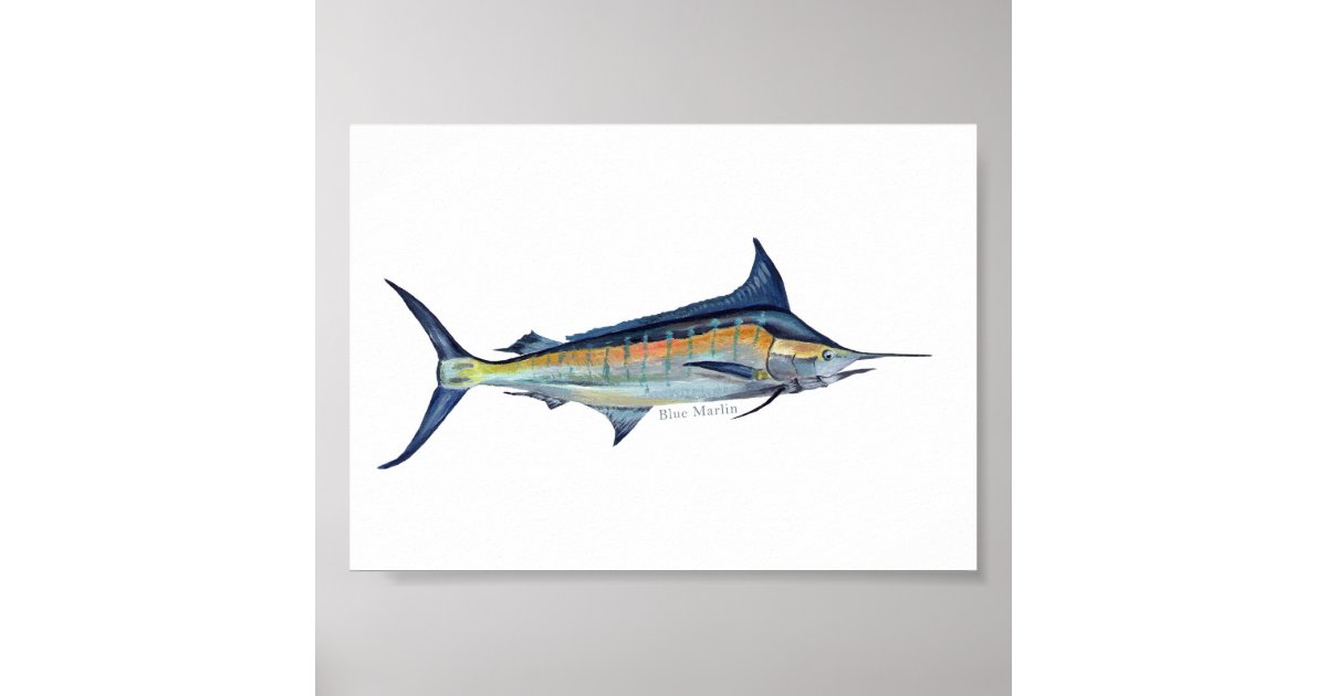 Blue Marlin poster | Zazzle