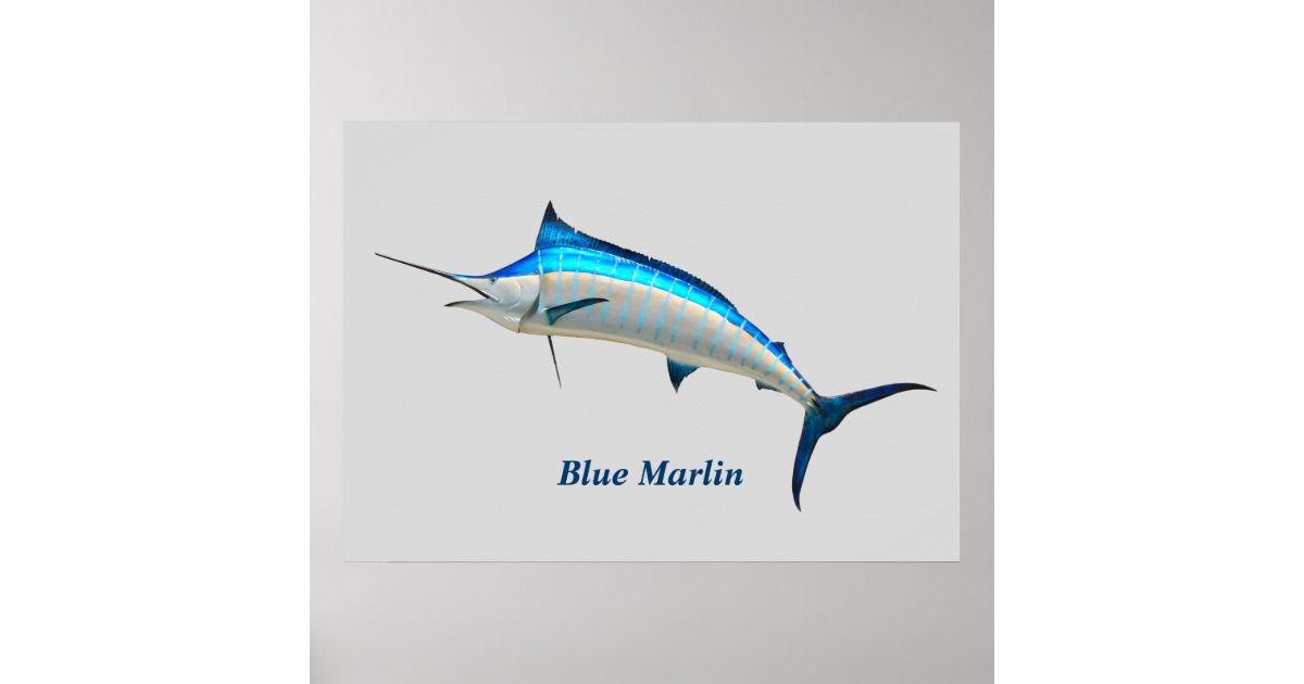 Blue Marlin Poster | Zazzle