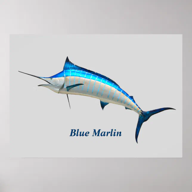Blue Marlin Poster | Zazzle