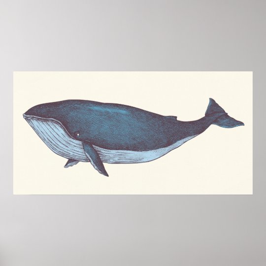 Blue Whale Poster | Zazzle.co.uk