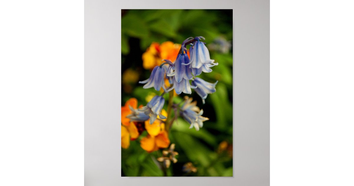 Bluebells Bluebell Spring Flowers Hyacinthoides Poster | Zazzle