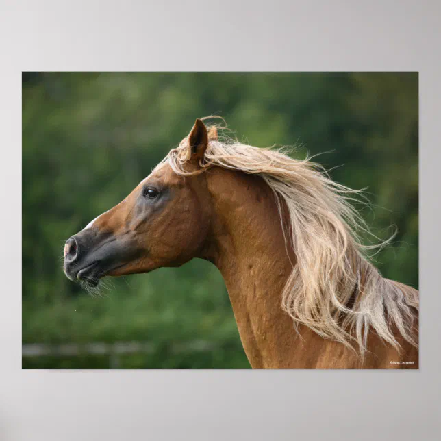 Bob Langrish | Arab Stallion headshot Mane Flowing Poster | Zazzle