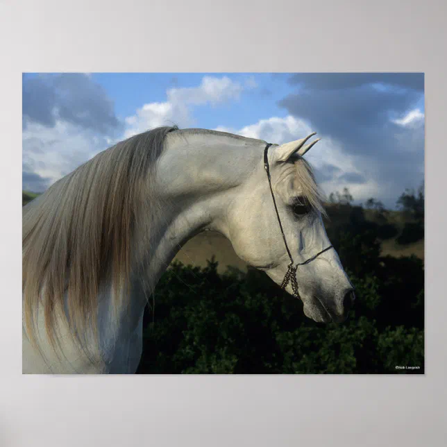 Bob Langrish | Grey Arab Stallion Headshot Poster | Zazzle
